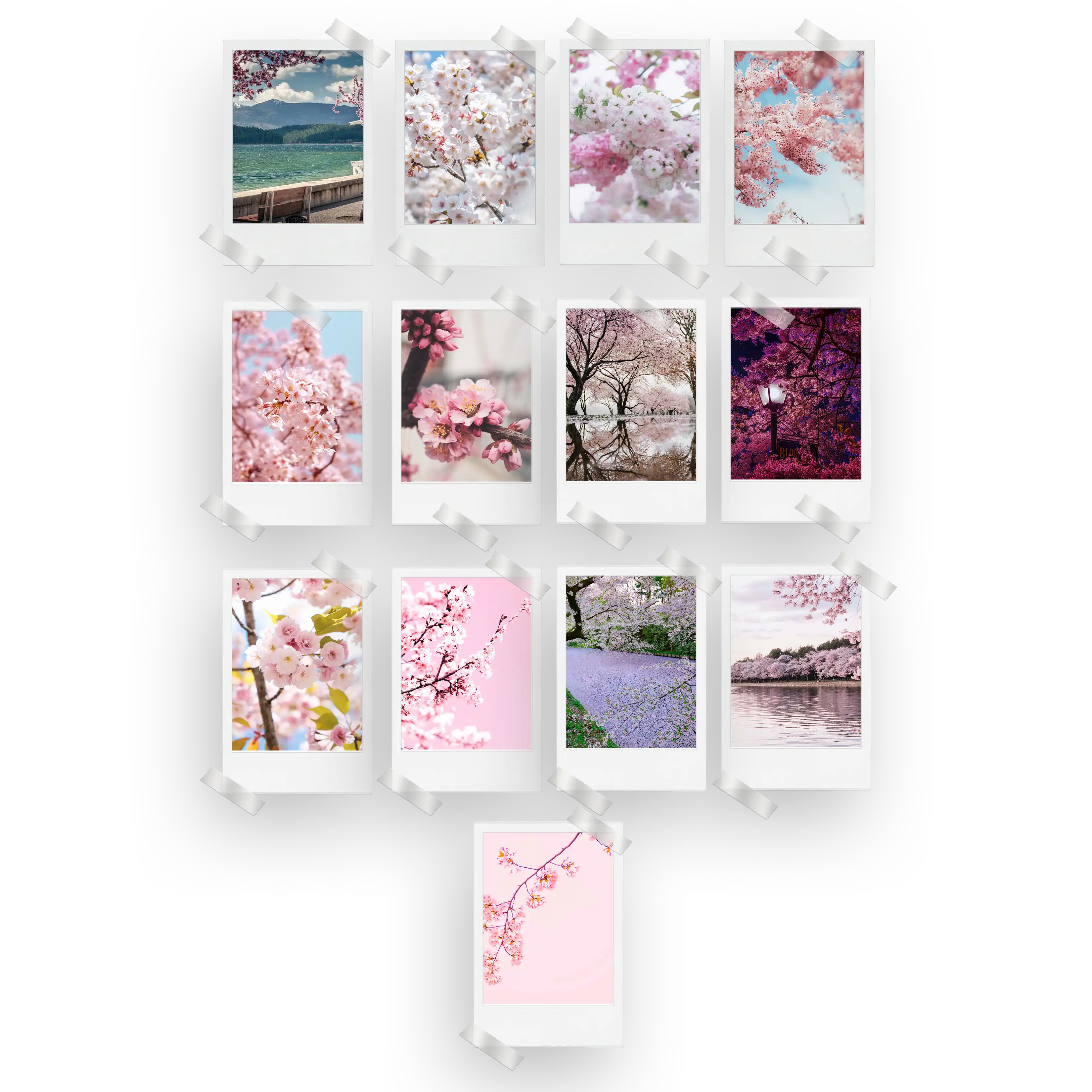 Cherry Blossom Prints Set of 13